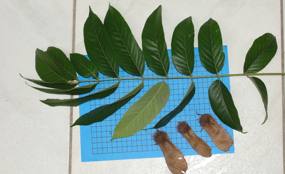 Lei nova Centrolobium microchaete