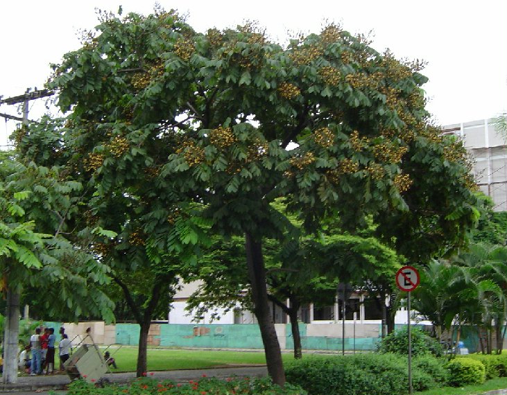 Araribá Centrolobium tomentosum