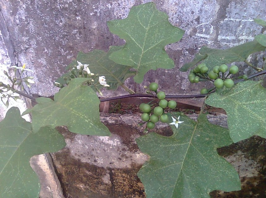 Solanaceae Solanum spp