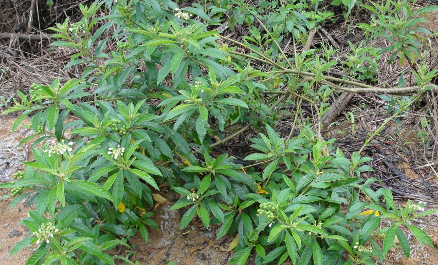 Solanaceae Solanum spp
